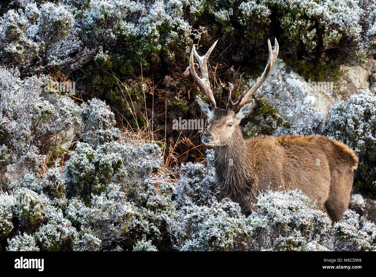 Red Deer stag in snow, Applecross, Scotland Stock Photo - Alamy