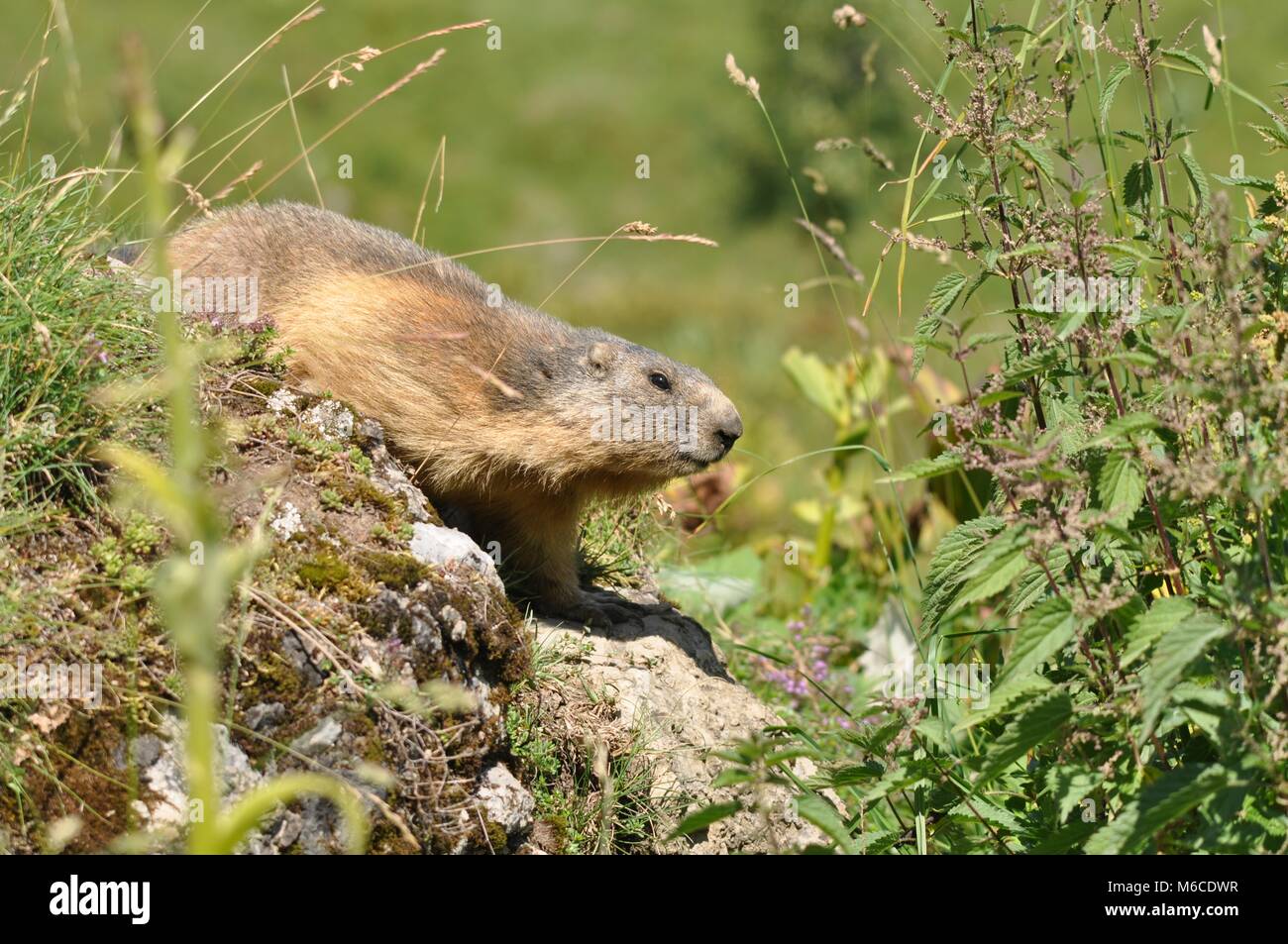 Alpine Marmot (Marmota marmota) appearing from behind a rock amongst ...
