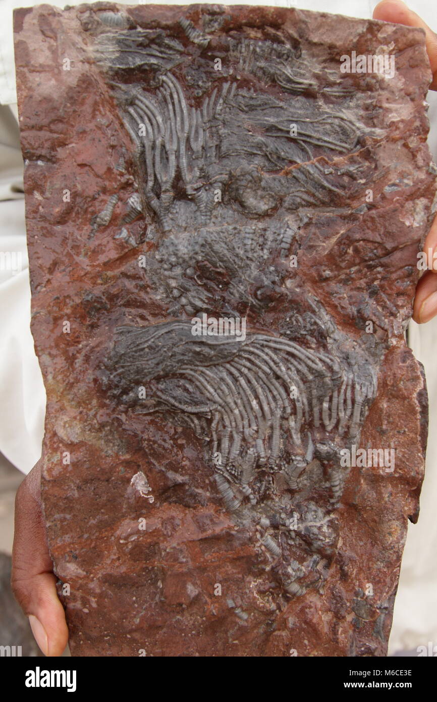 Place of astonishing fossils hi-res stock photography and images - Alamy
