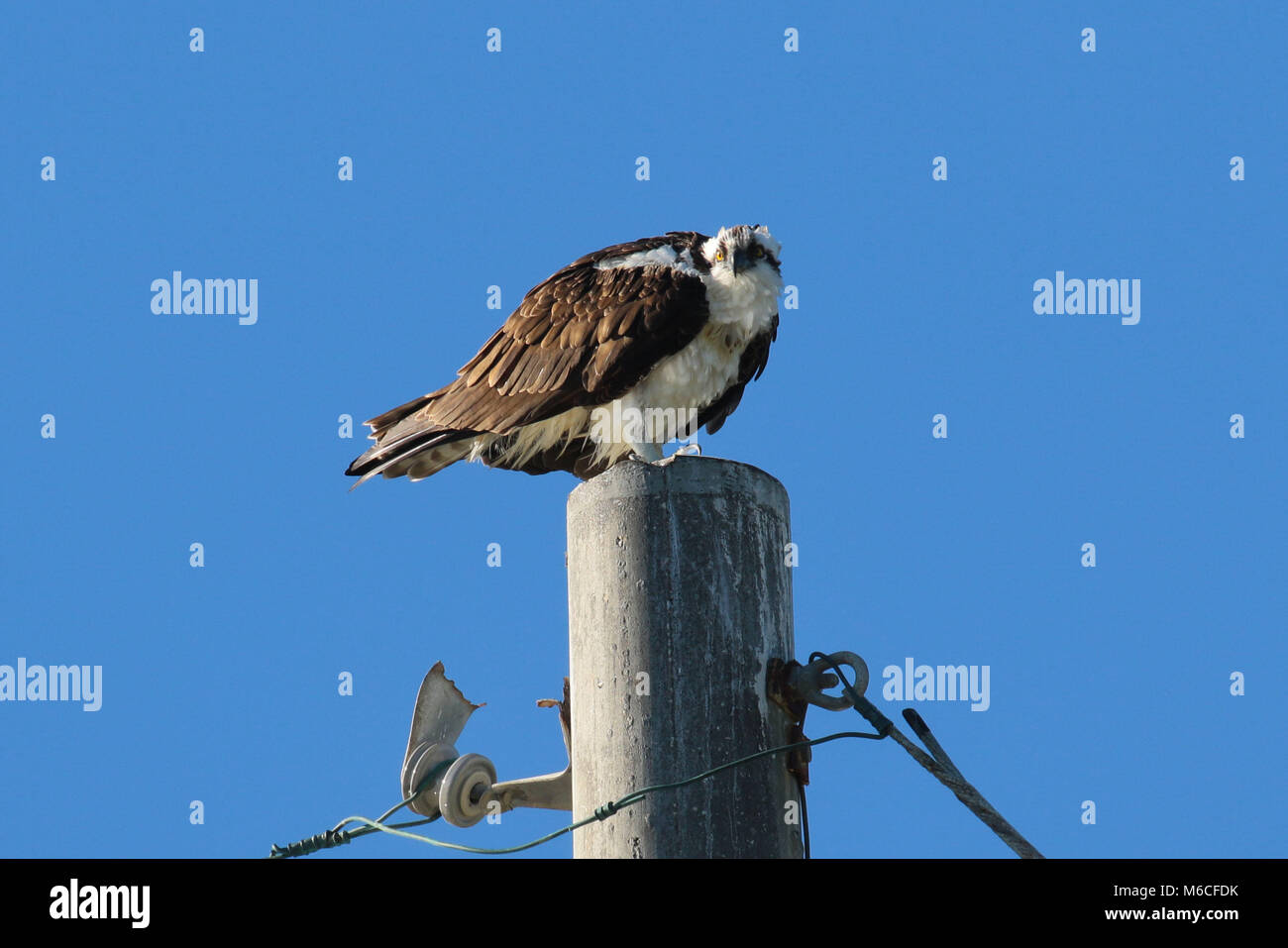Pandion haliaetus pylon bird of prey raptor hi-res stock photography ...