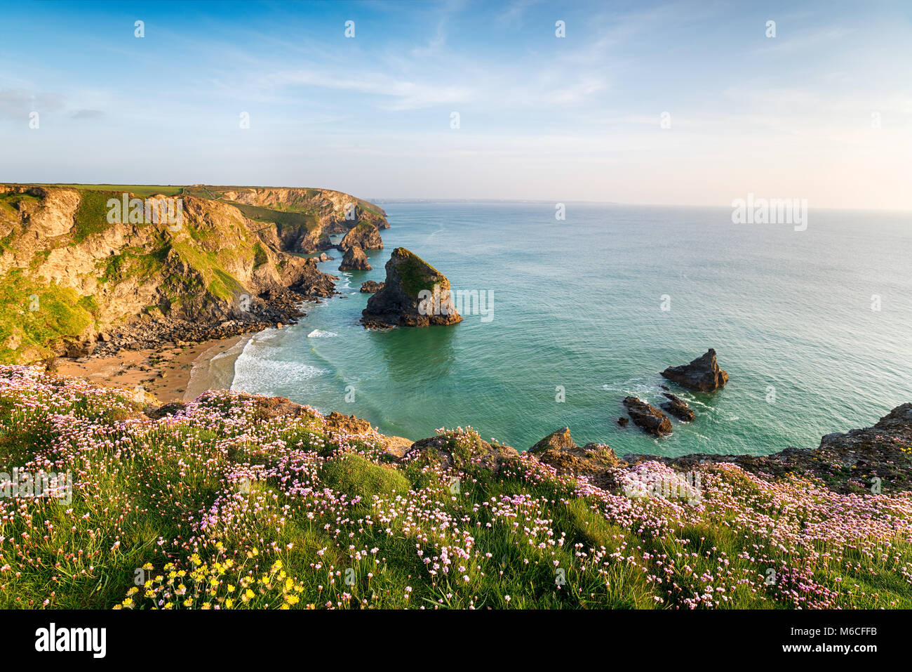 Wild flowers in bloom on cliffs above Bedruthan Steps on the Cornish ...