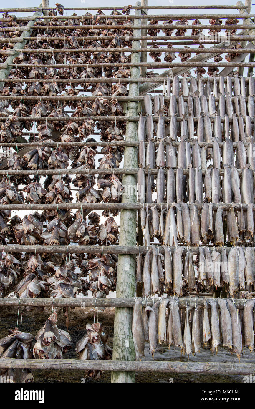 Lofoten Stock Fish High Resolution Stock Photography and Images - Alamy