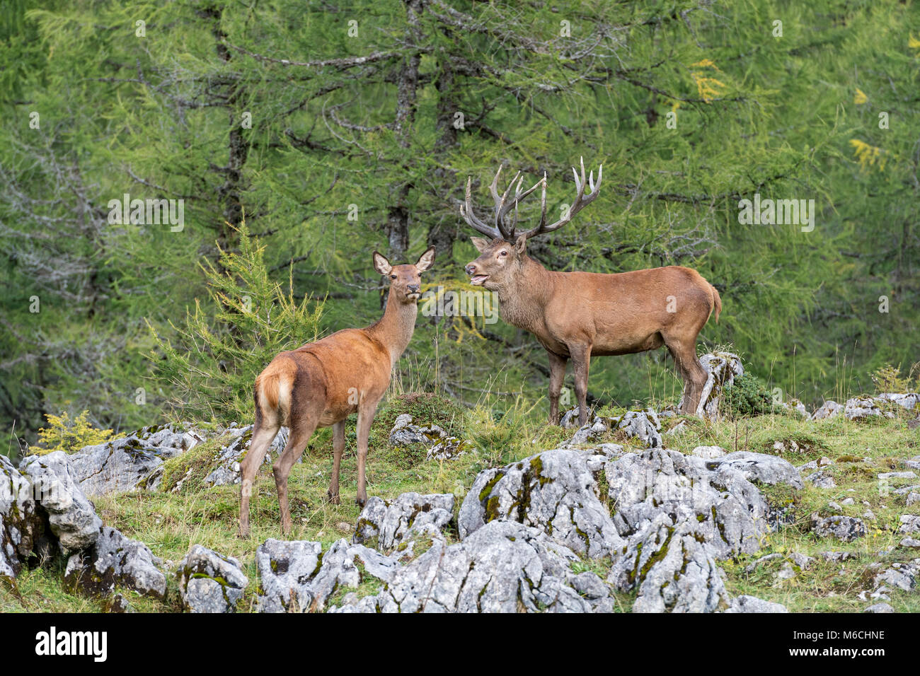 Red deer (cervus elaphus), Deer and doe during rutting season, Upper ...