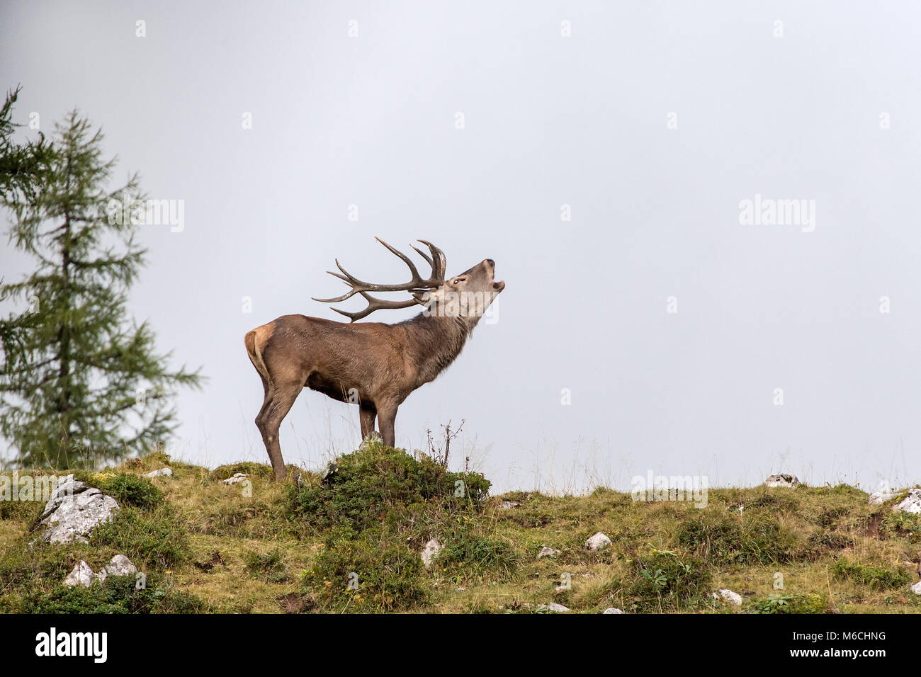 Deer roaring hi-res stock photography and images - Alamy