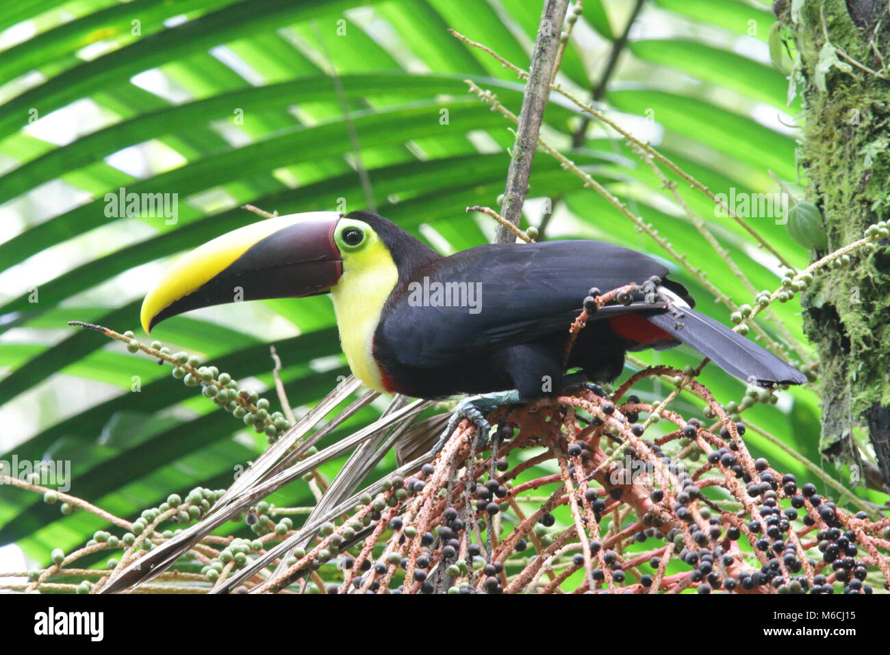 Chestnut -mandibled Toucan Stock Photo - Alamy