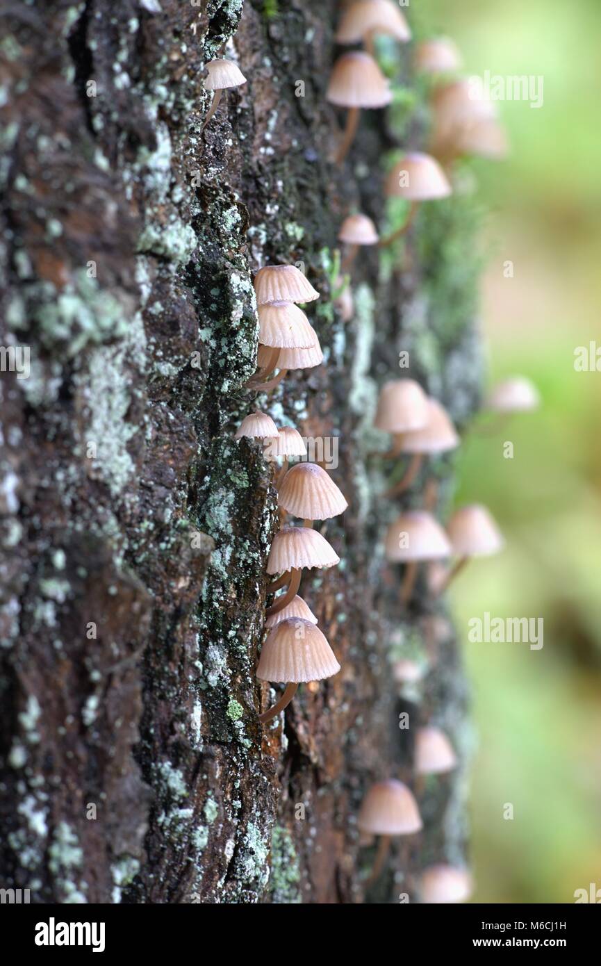 Purple edge bonnet hi-res stock photography and images - Alamy