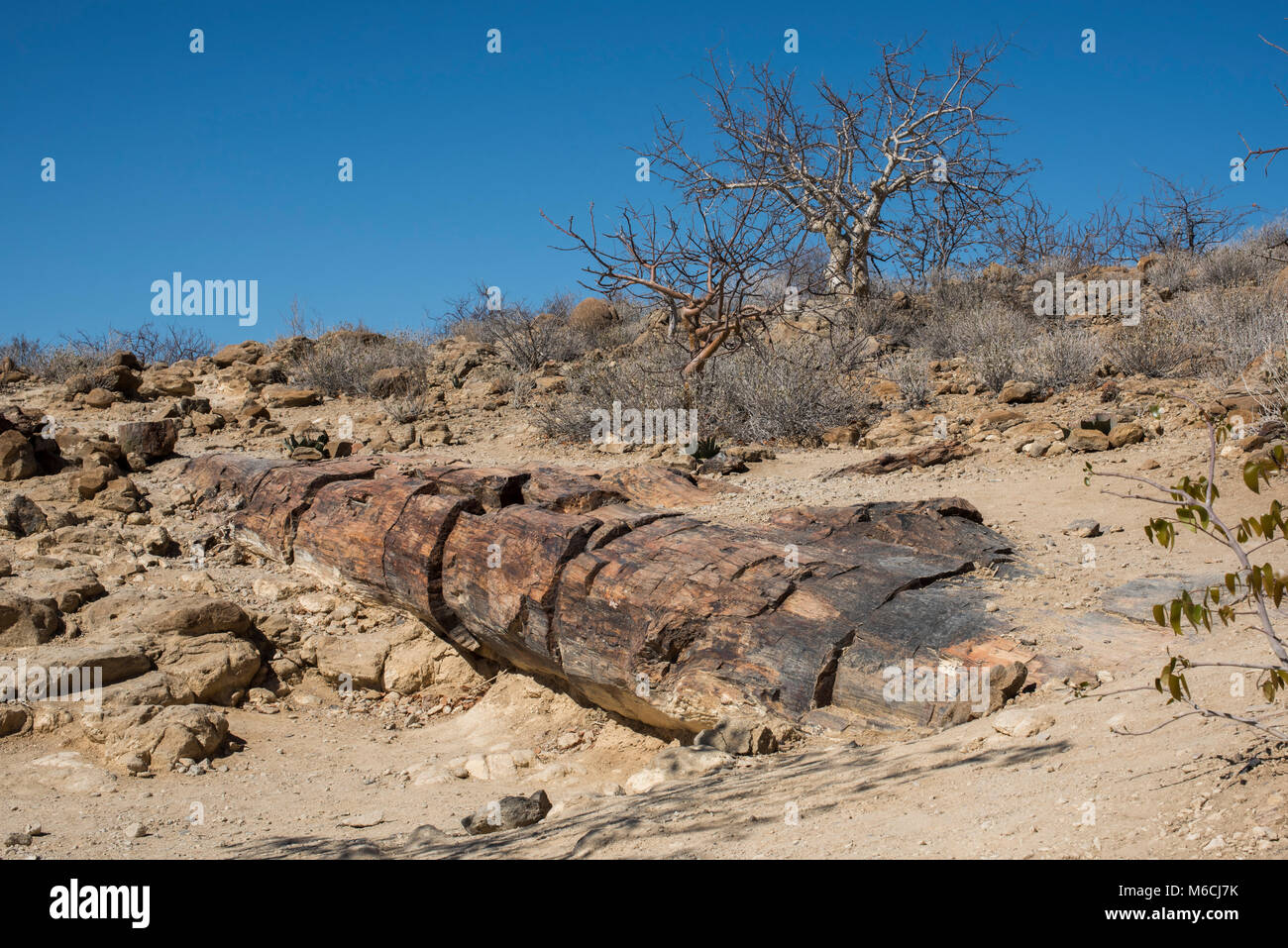 Petrified tree trunk, Petrified Forest National Monument, Kunene Region ...