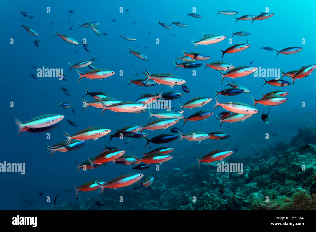 Swarm Neon fusiliers (Pterocaesio tile), Pacific, French Polynesia ...