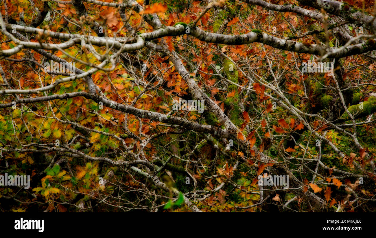 Oak tree branches and leaves in autumn colours Stock Photo - Alamy