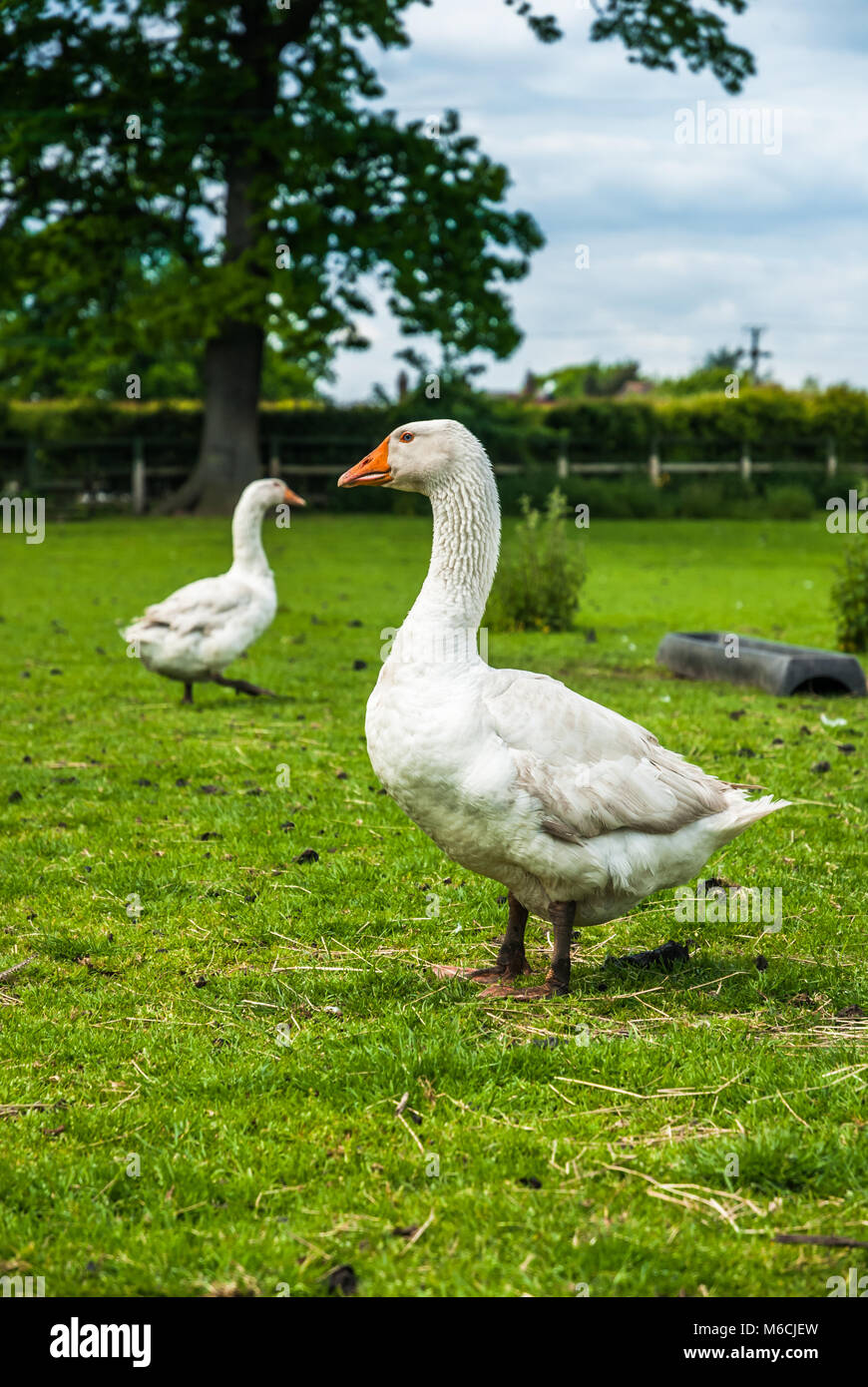 Free range geese on a meadow Stock Photo - Alamy