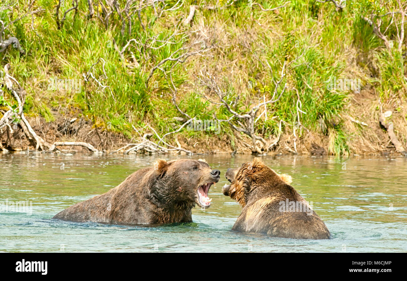 Angry grizzly bear hi-res stock photography and images - Alamy
