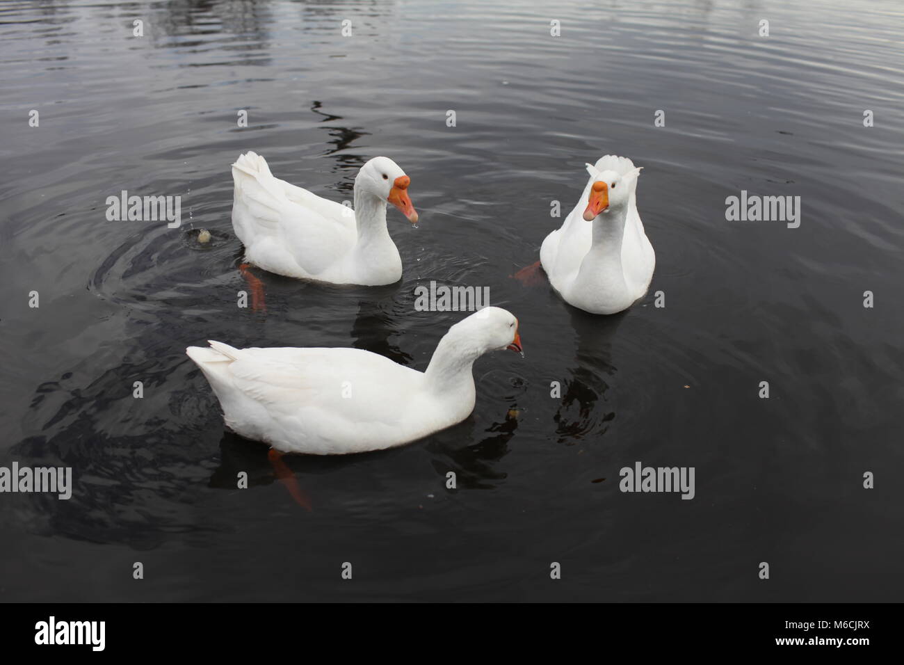 Goose embden domestic geese hi-res stock photography and images - Alamy
