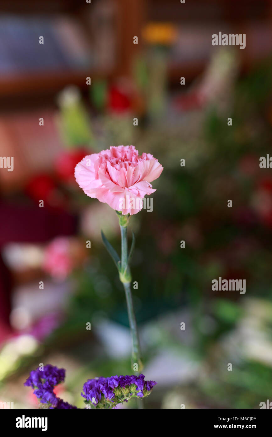 A pink carnation is in full bloom Stock Photo - Alamy