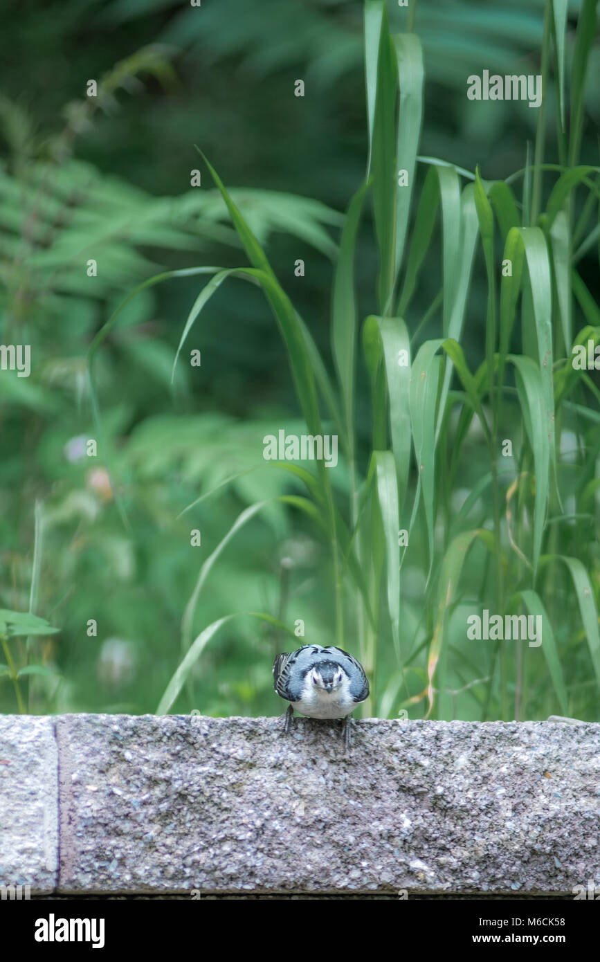 Bird on stone ledge with greenery behind Stock Photo - Alamy