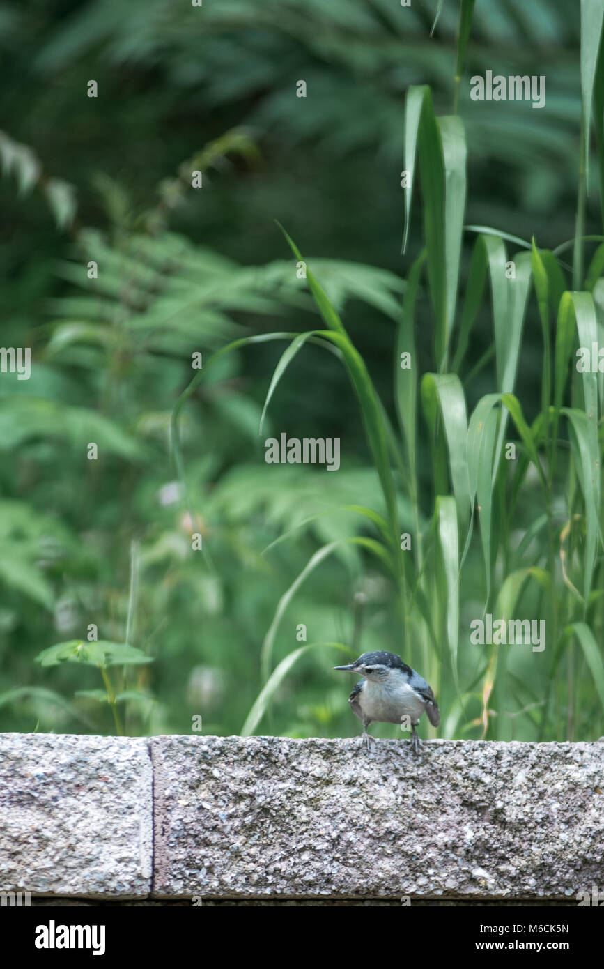Bird on stone ledge with greenery behind Stock Photo - Alamy