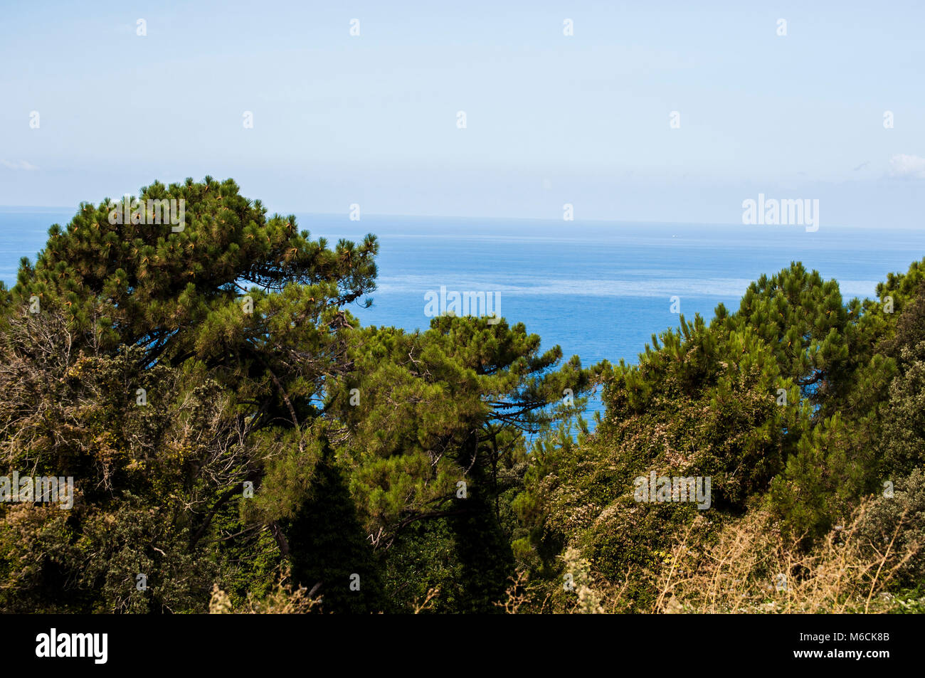 Corsica: trees, Mediterranean maquis and the Mediterranean Sea, symbols ...