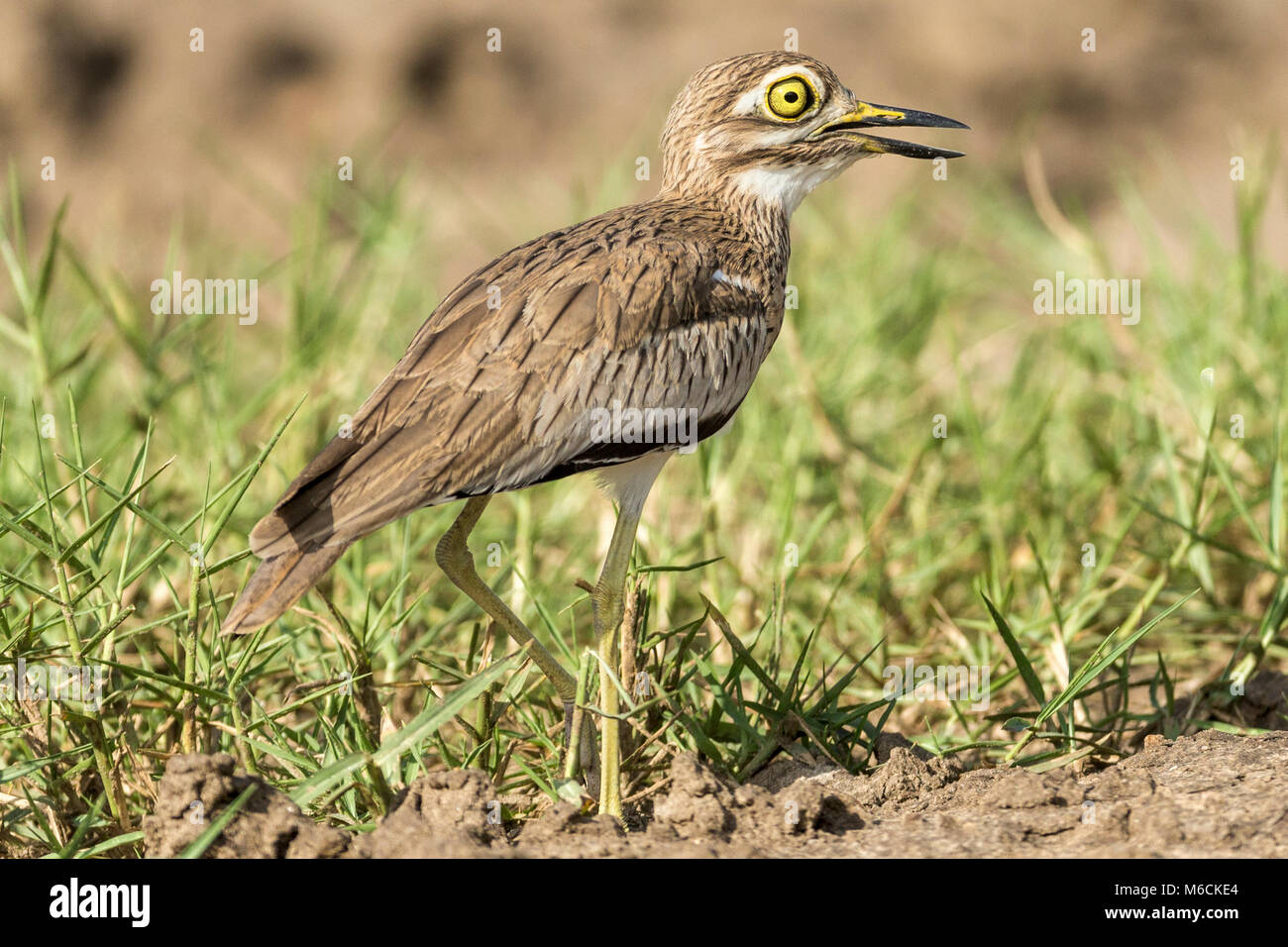 Water dikkop burhinus vermiculatus hi-res stock photography and images ...