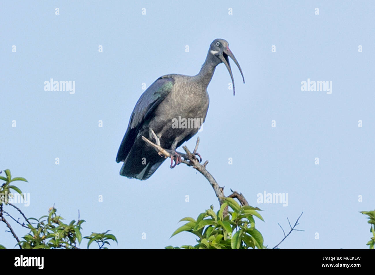 Hadada or Hadeda ibis (Bostrychia hagedash), calling, "Murchison's ...