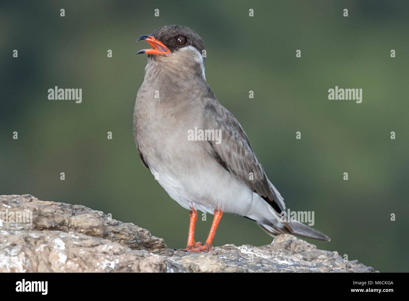 Glareola Nuchalis High Resolution Stock Photography and Images - Alamy