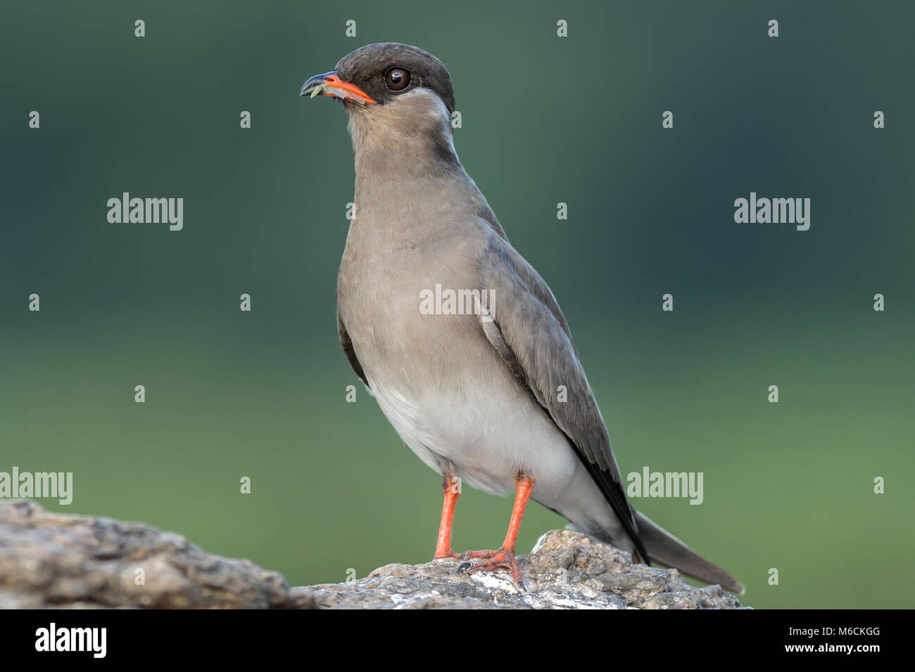 Rock pratincole (Glareola nuchalis) with insect in beak, Victoria Nile ...