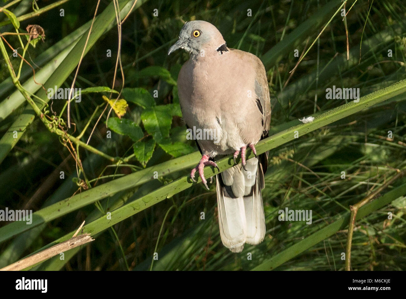 African mourning dove or mourning collared dove (Streptopelia decipiens ...