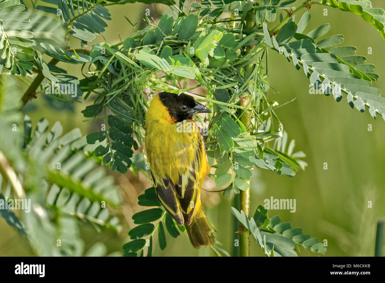 Male Black-headed weaver (Ploceus melanocephalus), also known as yellow ...