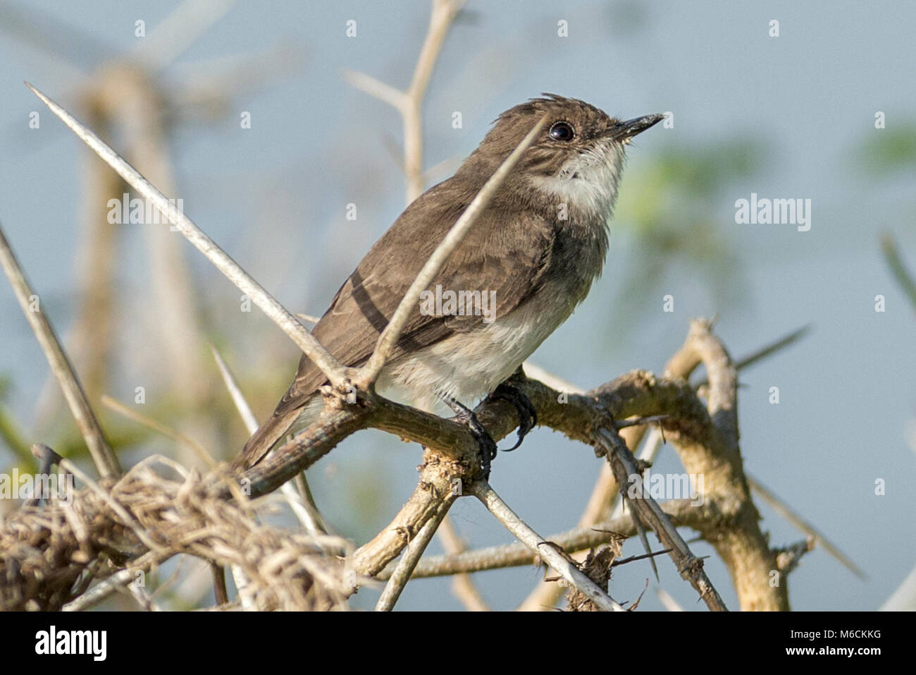 Swamp flycatcher hi-res stock photography and images - Alamy