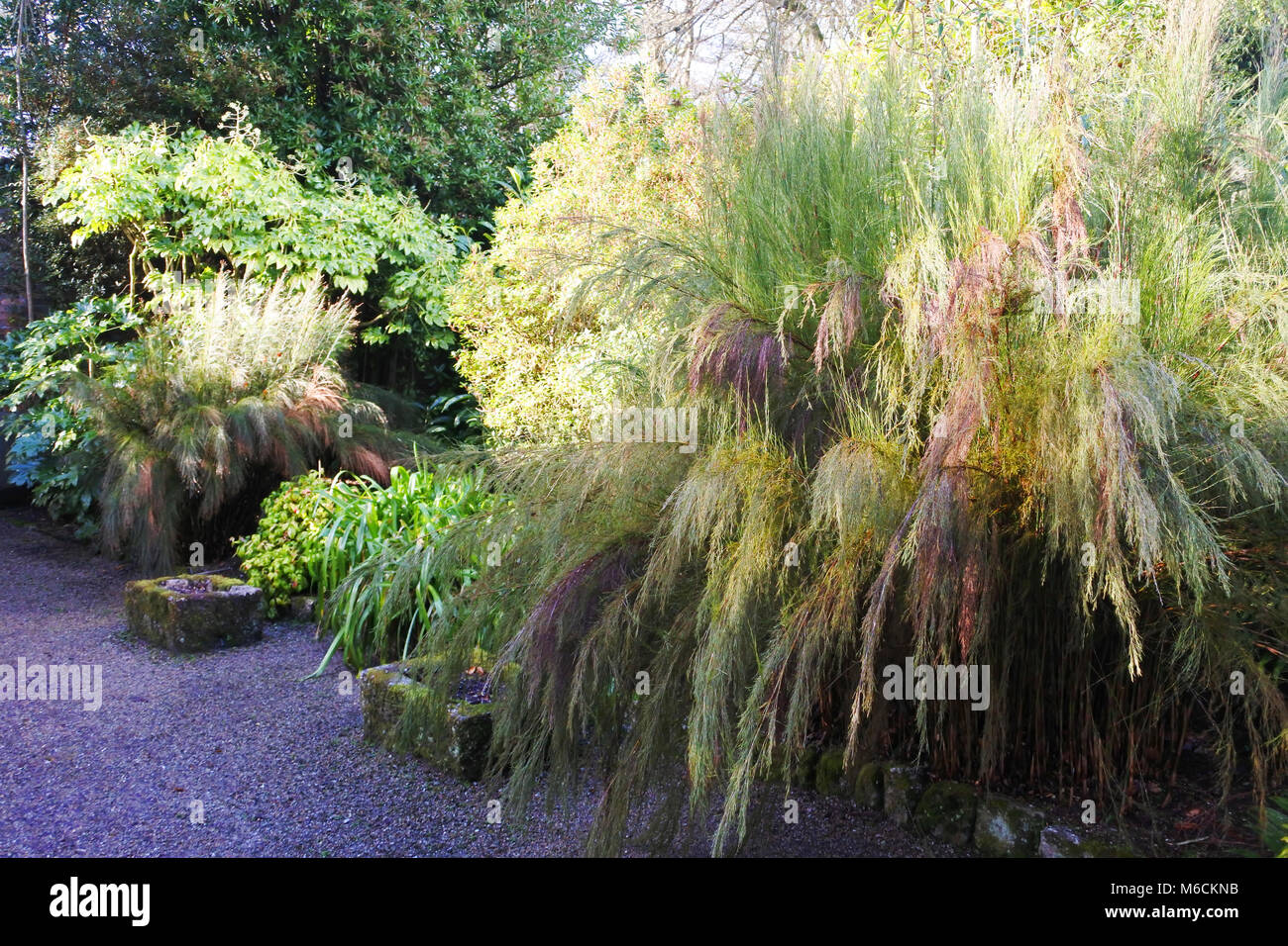 Cornish border hi-res stock photography and images - Alamy