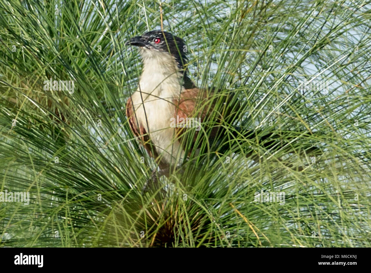 blue-headed coucal a species of cuckoo (Centropus monachus) perched in ...