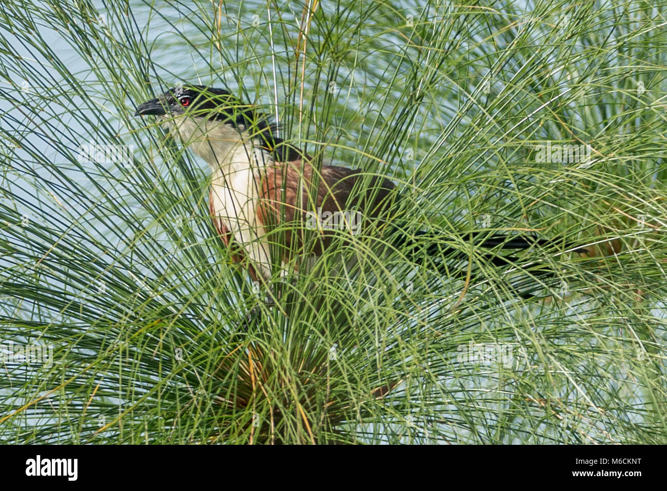 blue-headed coucal a species of cuckoo (Centropus monachus) perched in ...