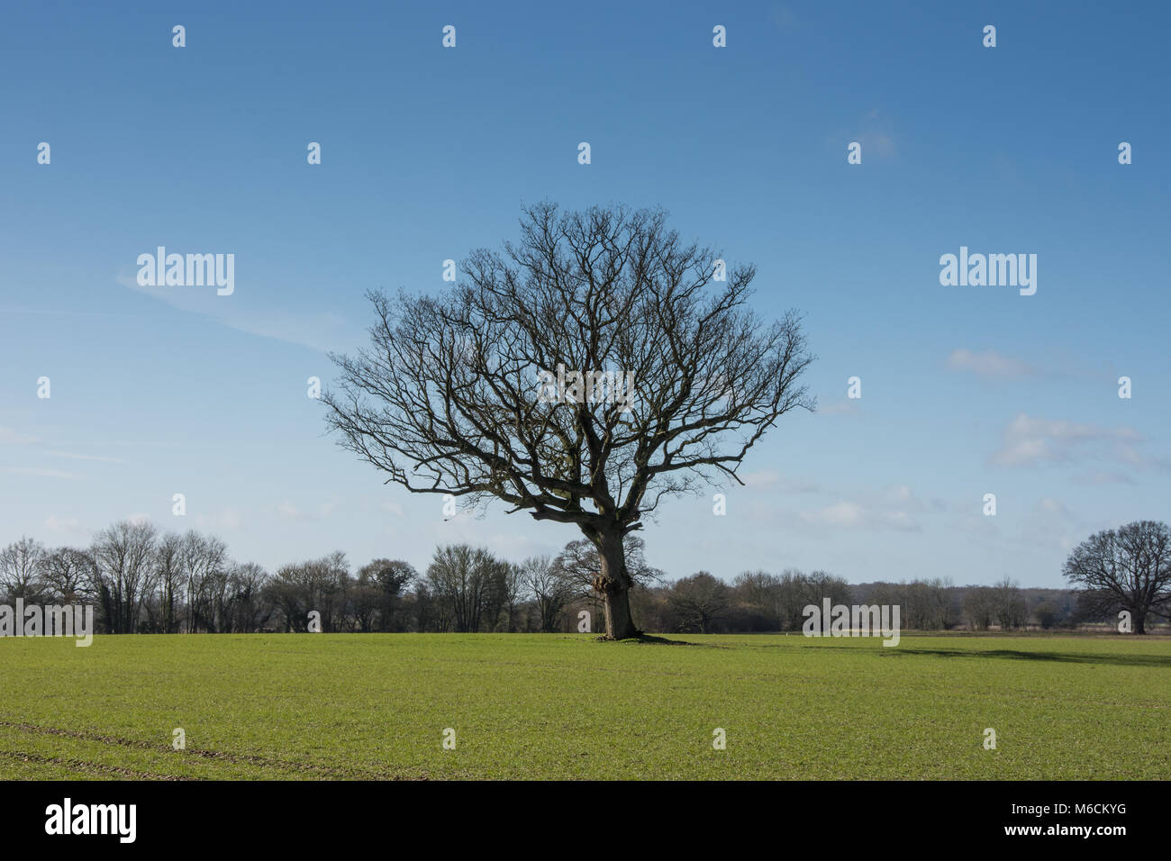 Single oak tree in winter growing in the middle of an arable field ...