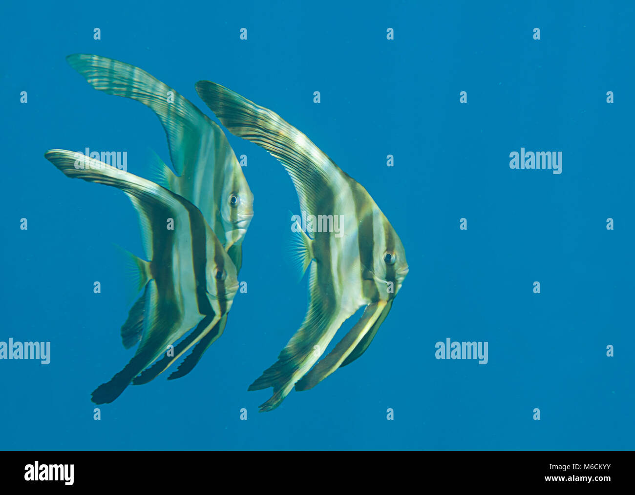 Three longfin batfish juvenile ( Platax teira ) swimming under water ...