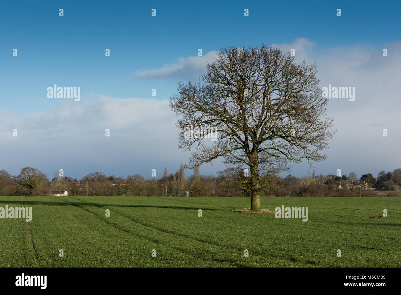 Landscape view of of a single bare oak tree in an arable field with a ...