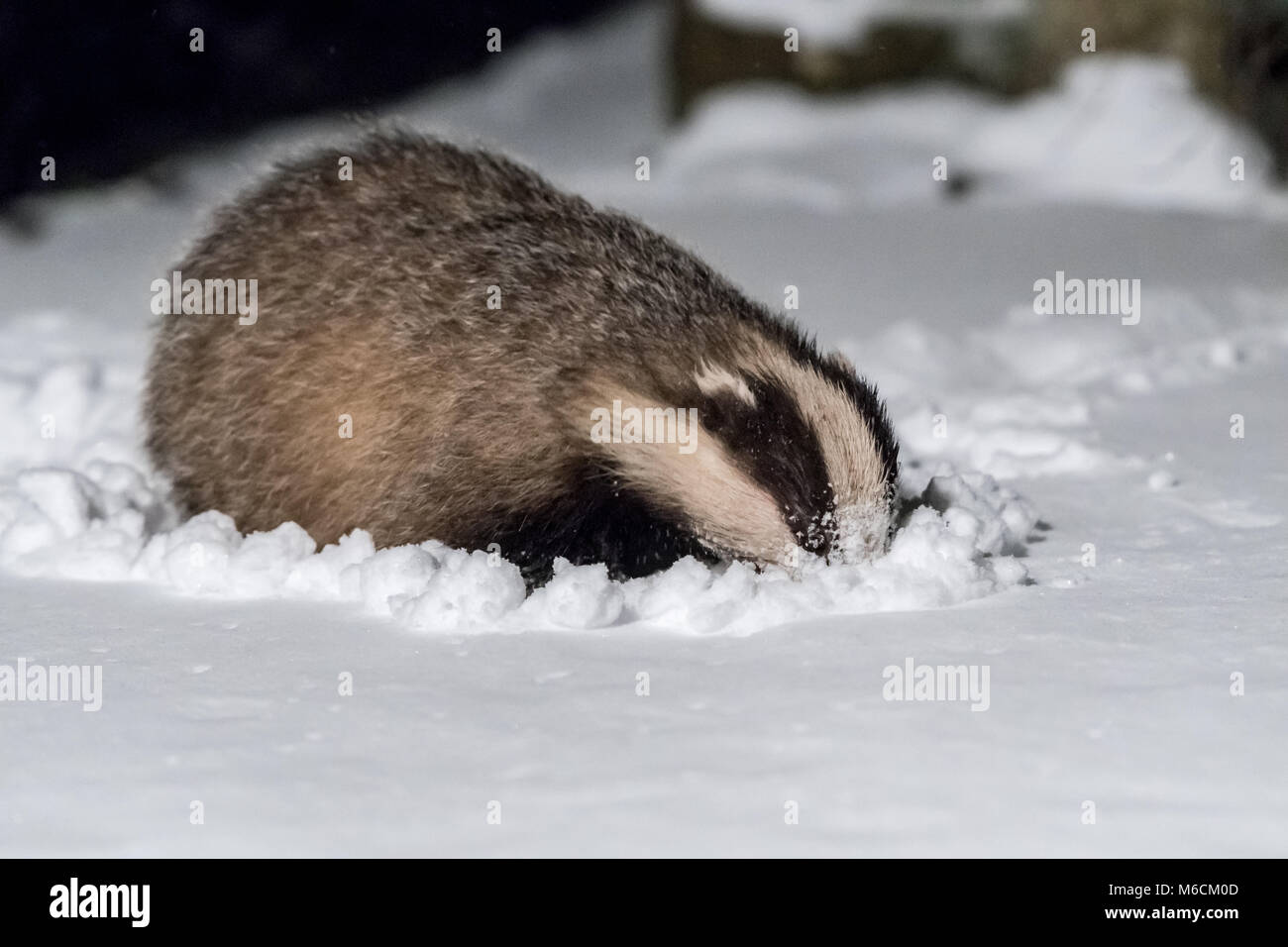 Badger Feeding In Snow High Resolution Stock Photography and Images - Alamy