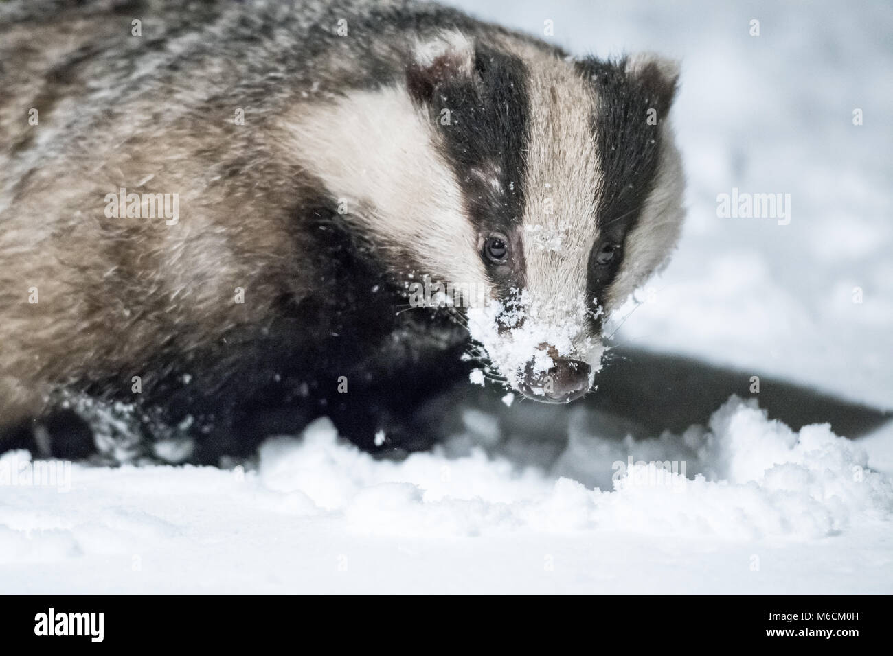 Badger feeding in snow hi-res stock photography and images - Alamy