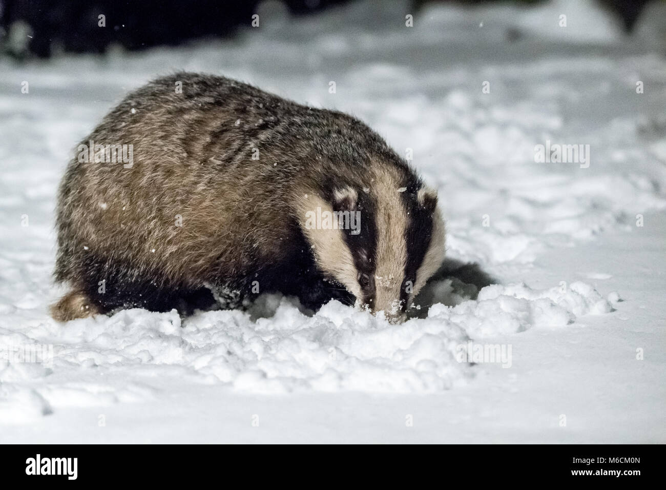 Badger in sub urban garden hi-res stock photography and images - Alamy