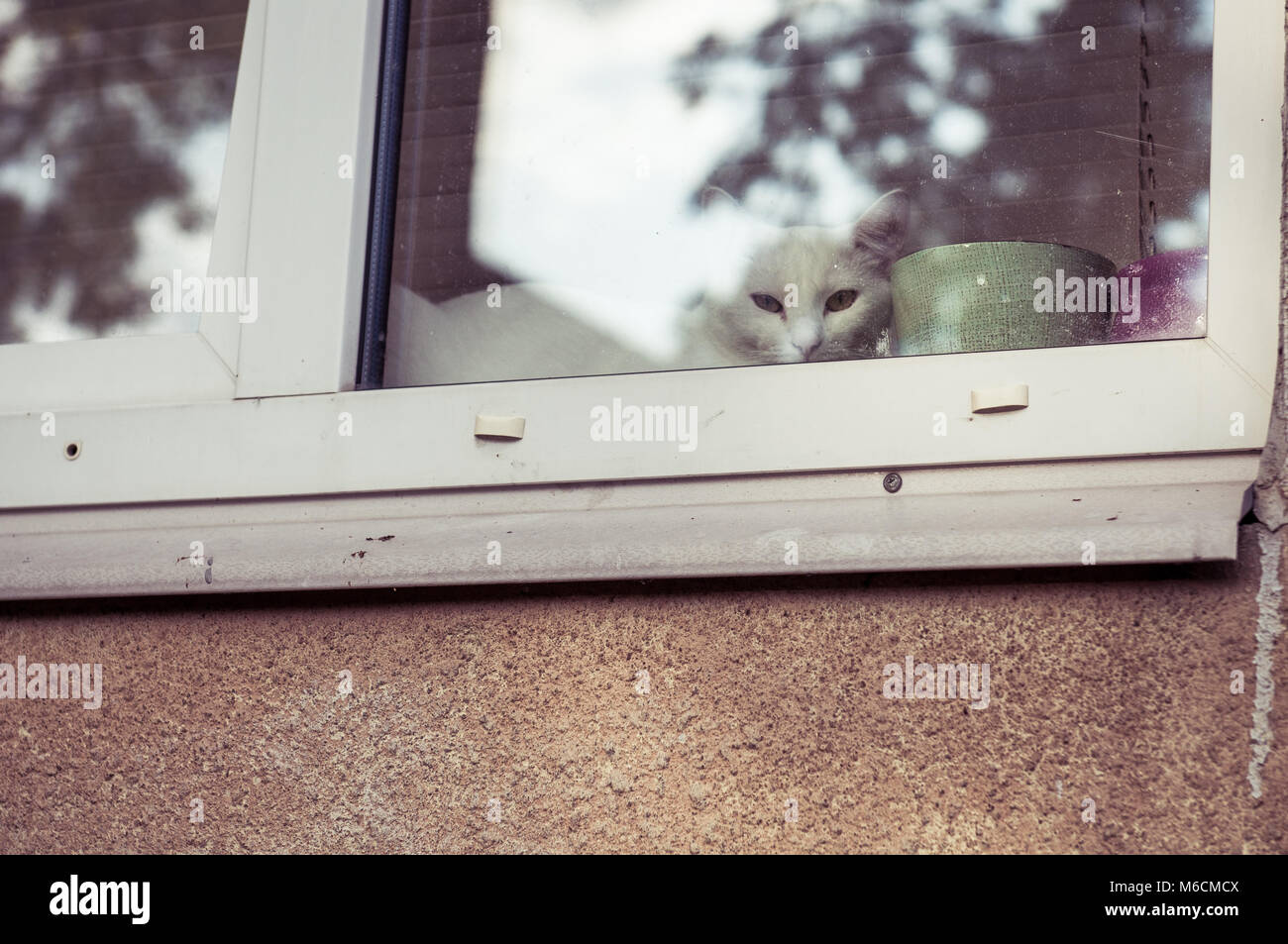 White cat in the window sill and looking down of the window Stock Photo ...