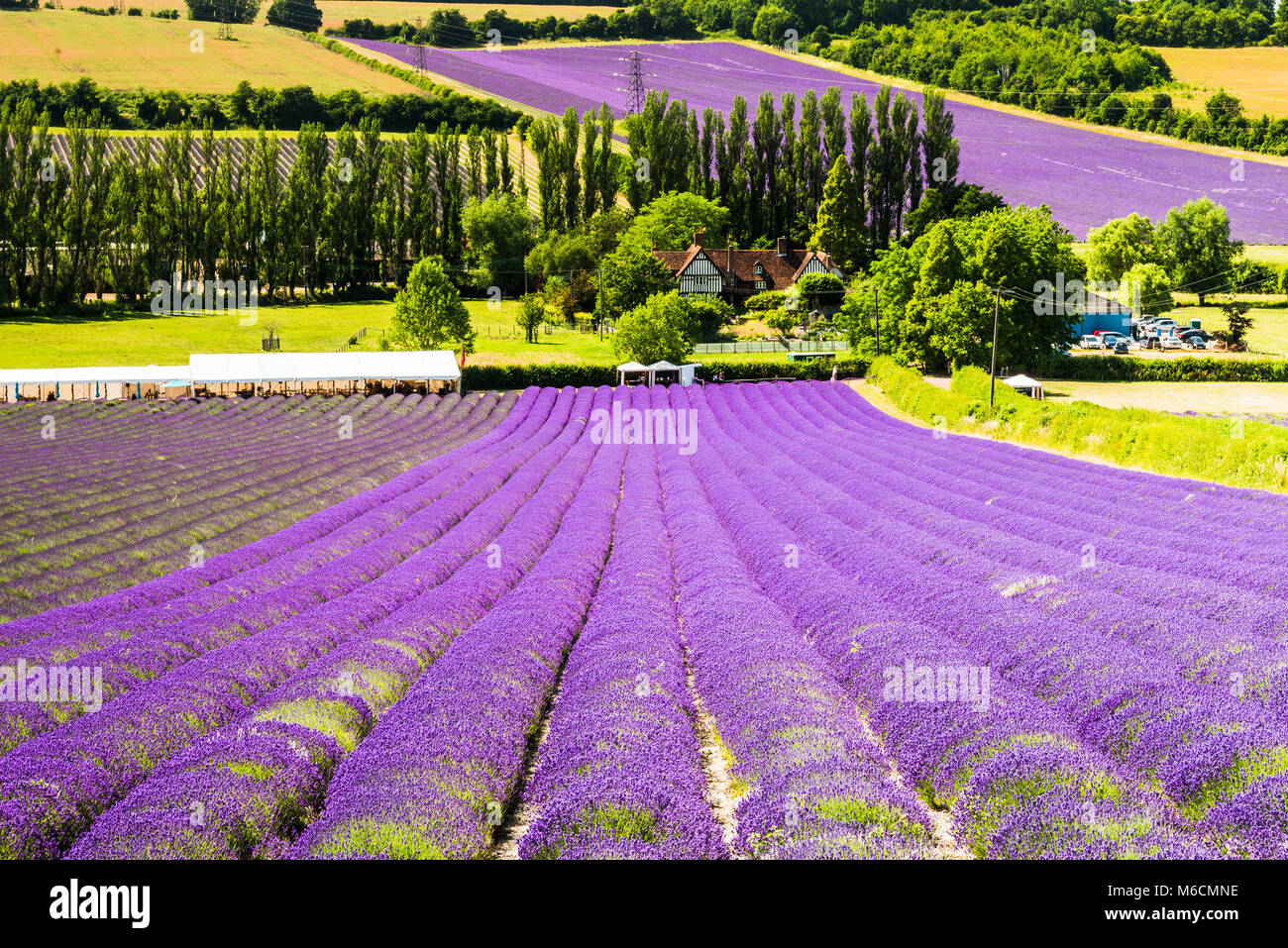 Castle Farm, Kentish Lavender, Eynsford, Kent Stock Photo - Alamy