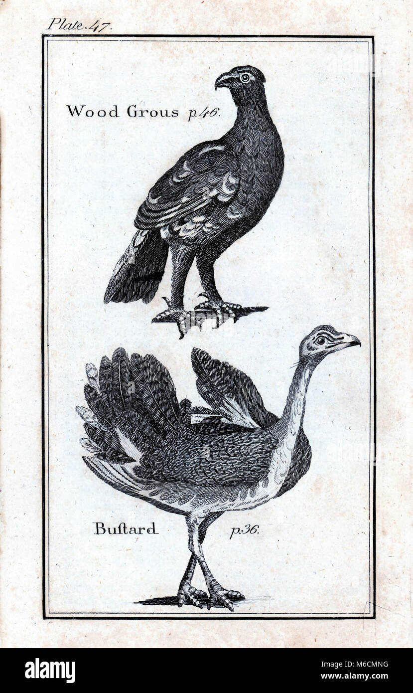 Buffon history natural hi-res stock photography and images - Alamy