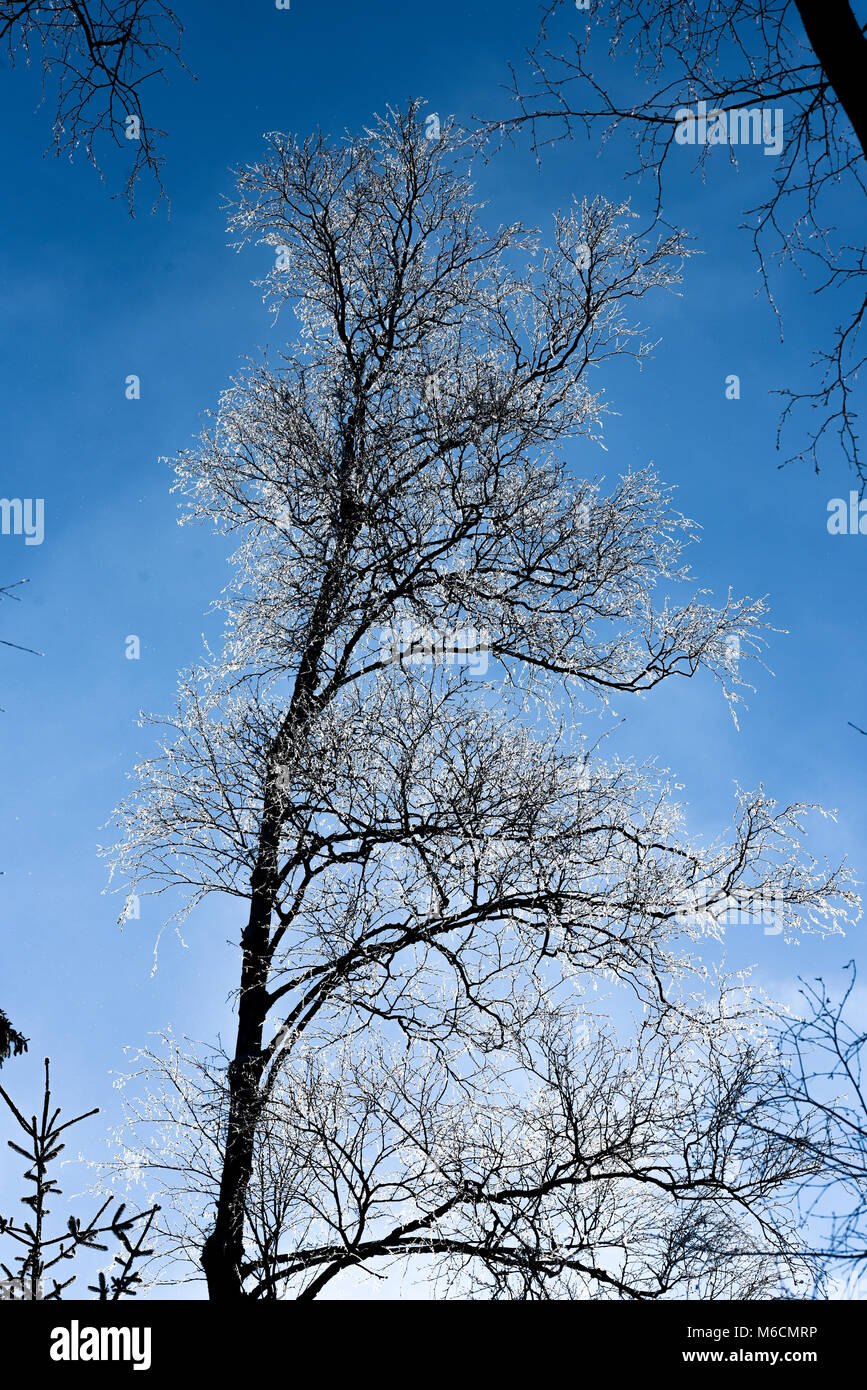 A frosted tree on a background of blue sky, winter landscape Stock ...