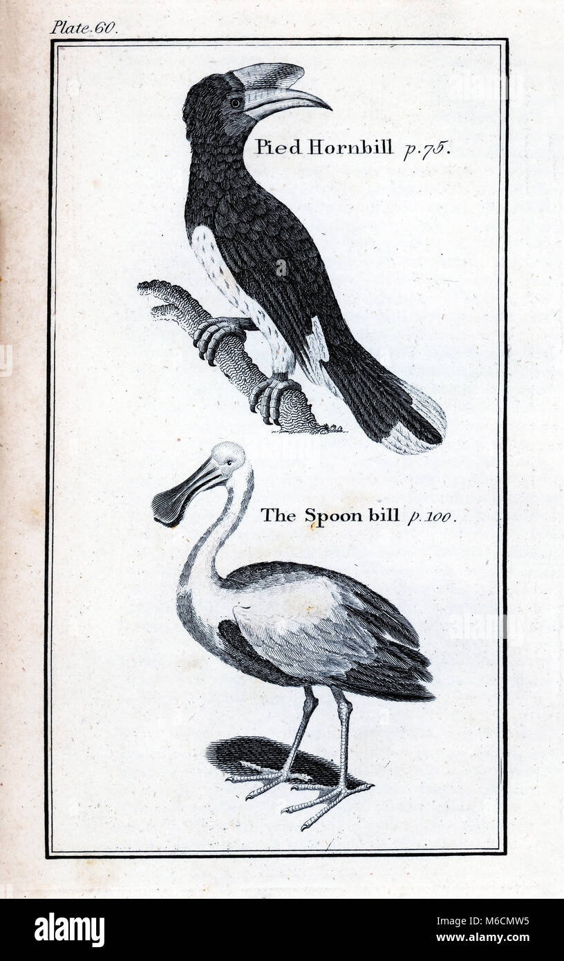 Evolution animals birds illustration hi-res stock photography and ...