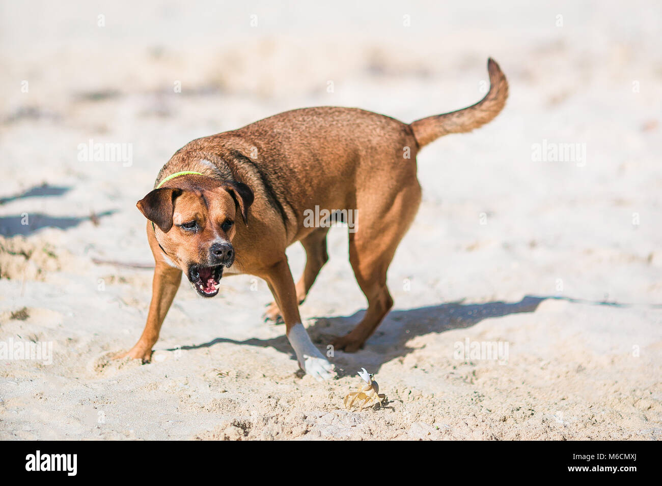 A dog barking at a small crab on the beach Stock Photo - Alamy