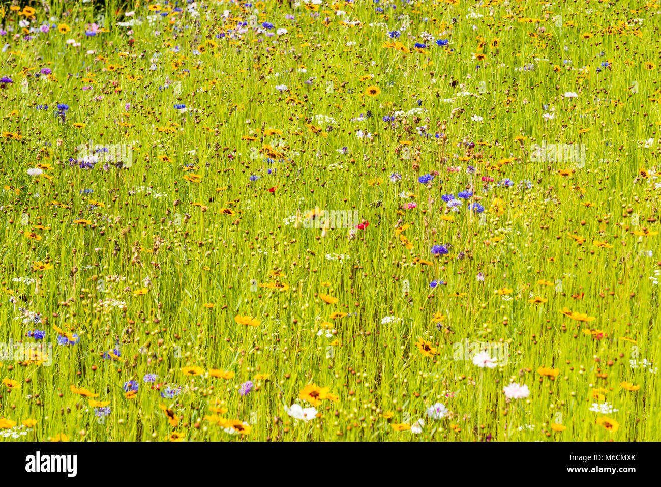 Wildflowers meadow garden hi-res stock photography and images - Alamy