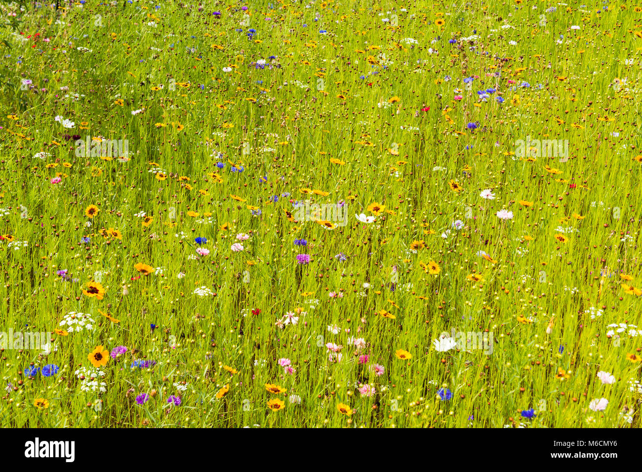 Wildflowers and meadow hi-res stock photography and images - Alamy