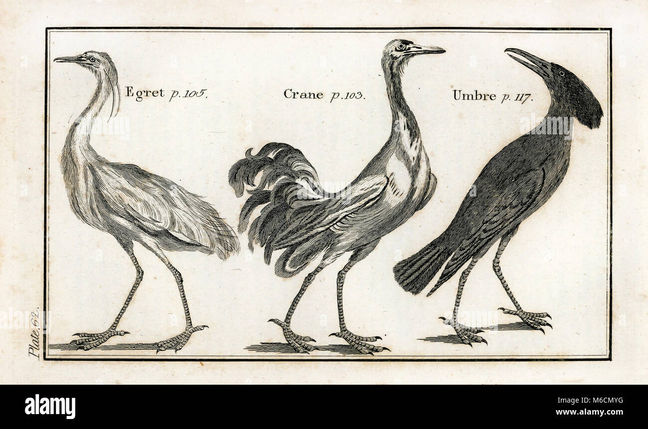 1792. Bookplate from Vol.II of Natural History by Comte de Buffon ...