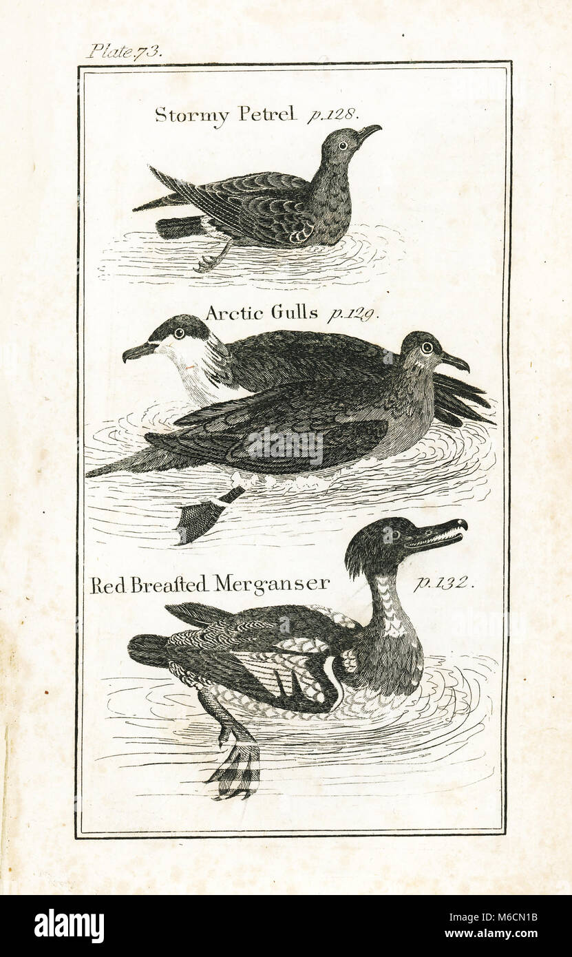 Buffon history natural hi-res stock photography and images - Alamy