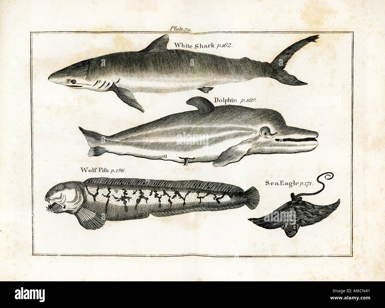 White wolf dolphin hi-res stock photography and images - Alamy