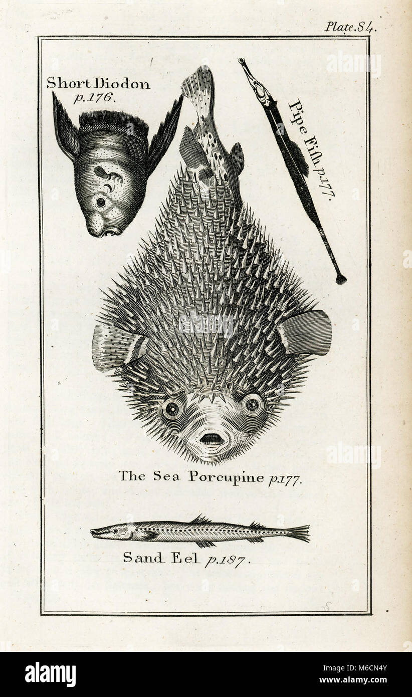 1792. Bookplate from Vol.II of Natural History by Comte de Buffon ...