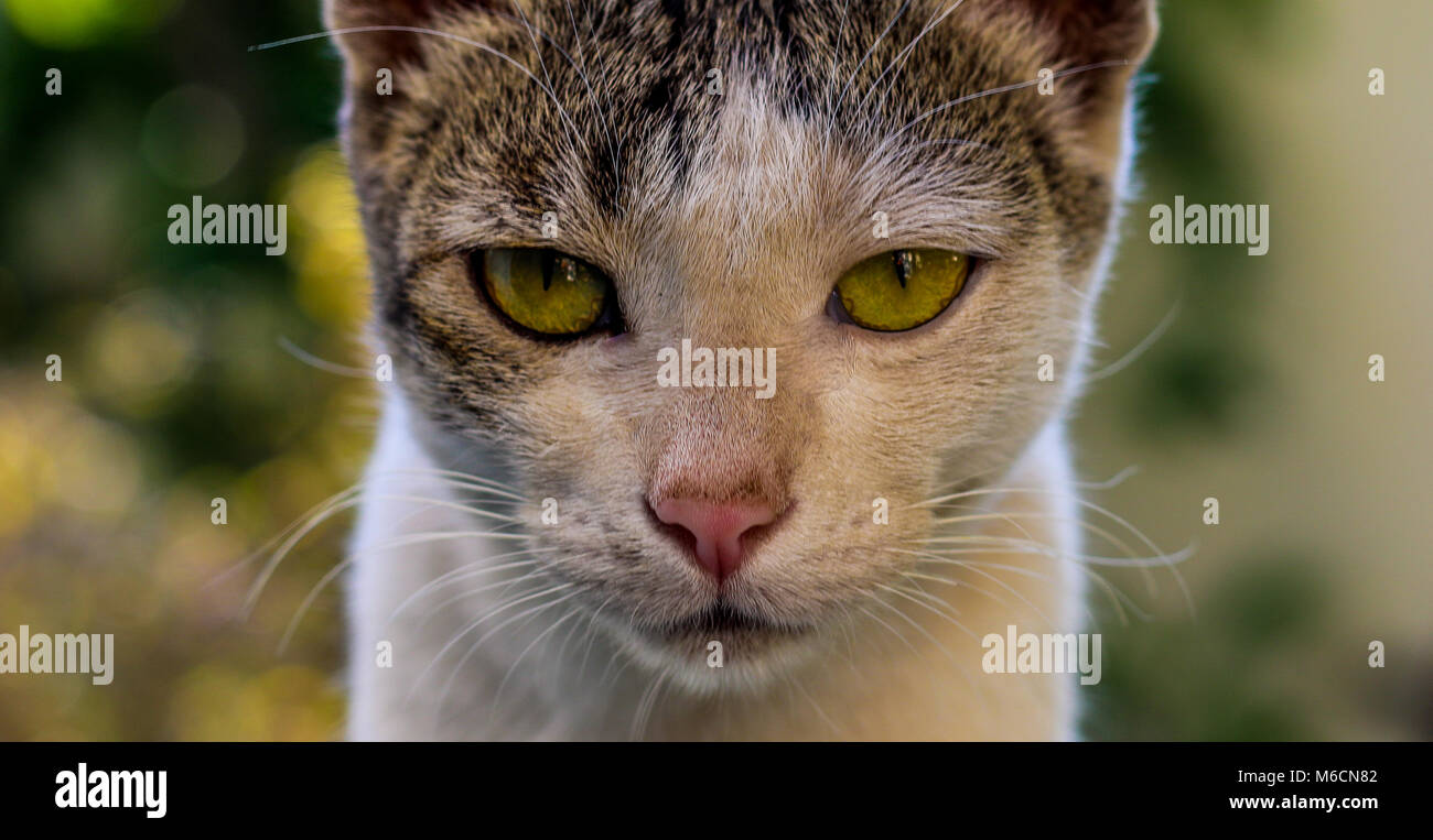 Winged cat cats hi-res stock photography and images - Alamy