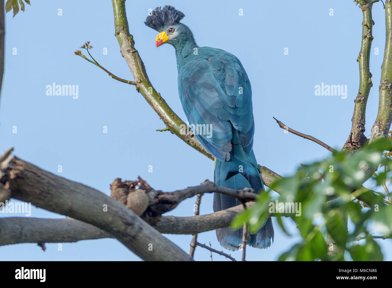 Great blue turaco (Corythaeola cristata) Bigodi Wetland Sanctuary ...